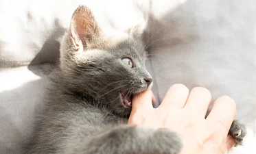 Boala zgarieturii de pisica: simptome, tratament | GRAL Medical